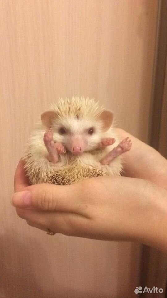 Африканский карликовый ёжик