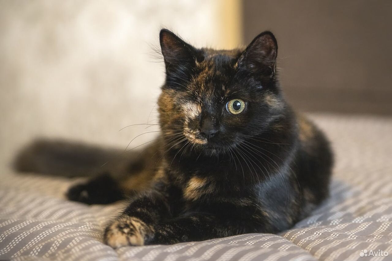 Мурочка в дар