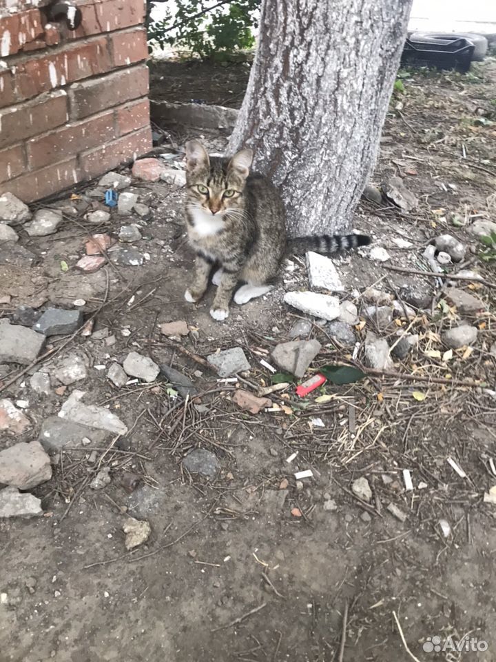 Отдаётся красивый котёнок