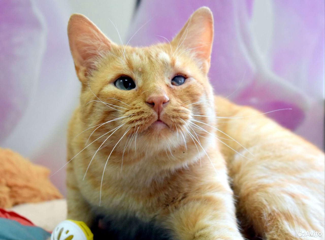 В добрые руки