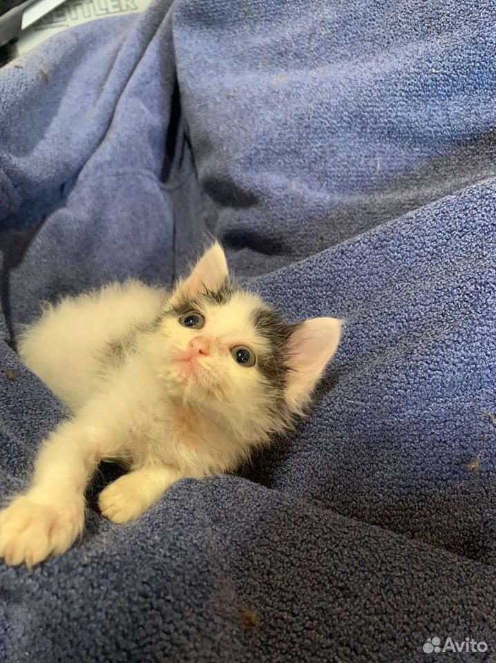Котеное