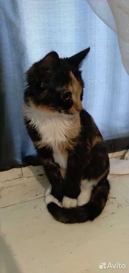 Котёнок Симка