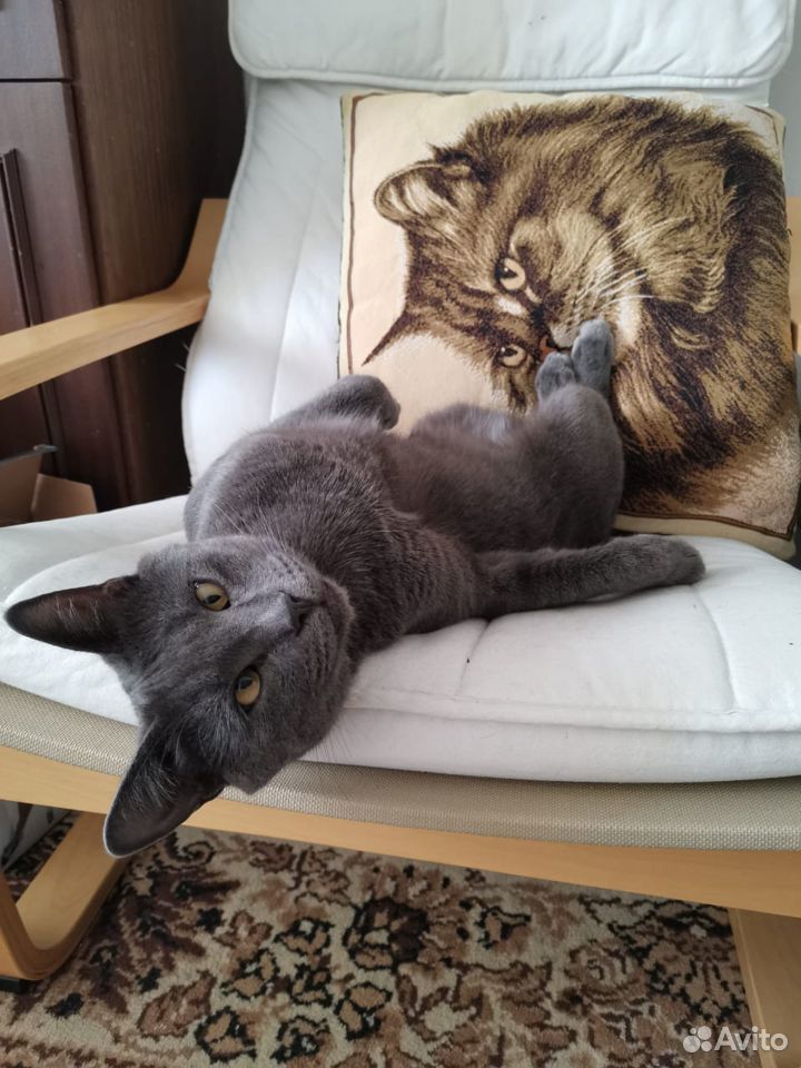 Кот Марсик Ласковый Косоглазик