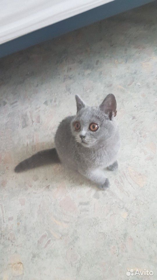 Британский Котик 2.5 мес