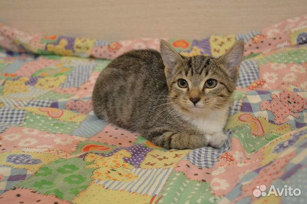 Крошка котенка в добрые ручки
