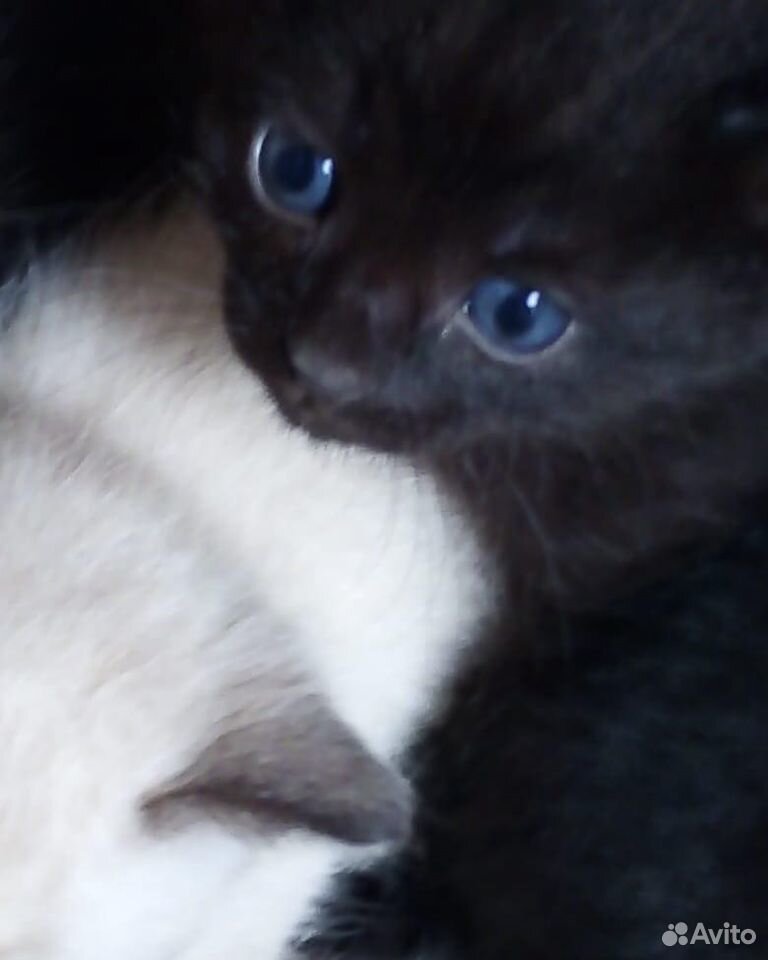 Кошка и котята в добрые руки