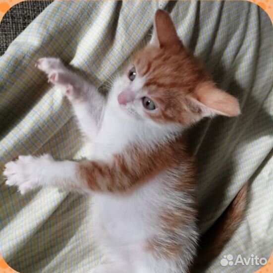 Кекс отдам в добрые руки. Доставка