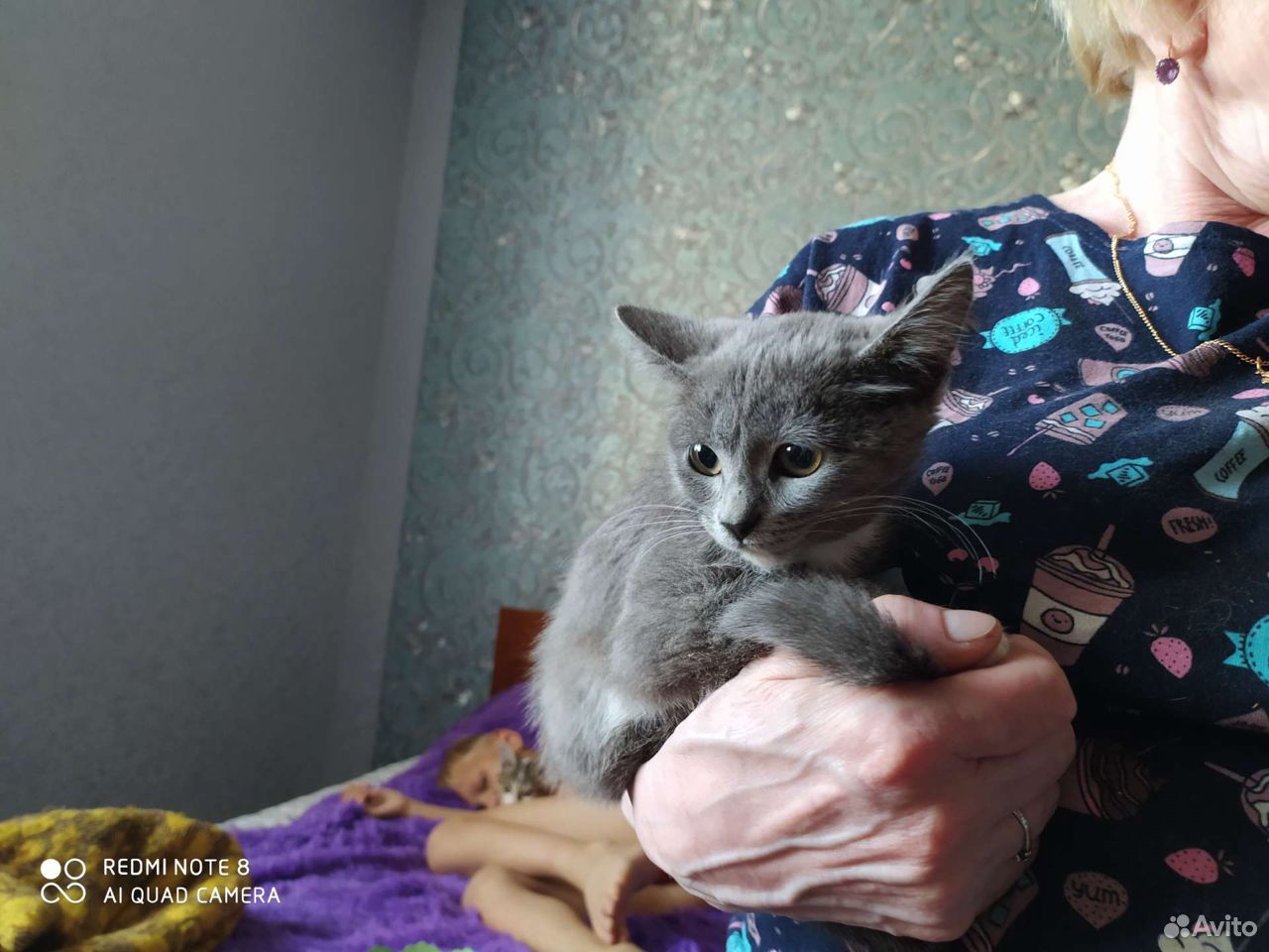 Скромная киска в добрые руки