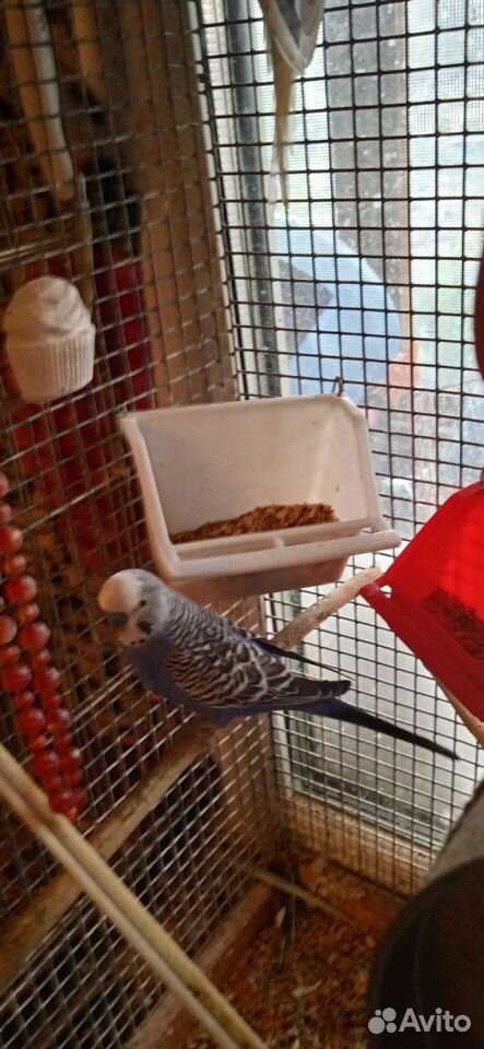 Отдам в добрые руки