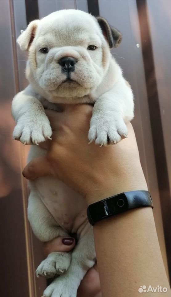 Английский бульдог