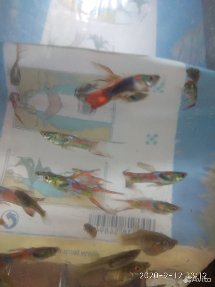 Гуппи продажа/обмен