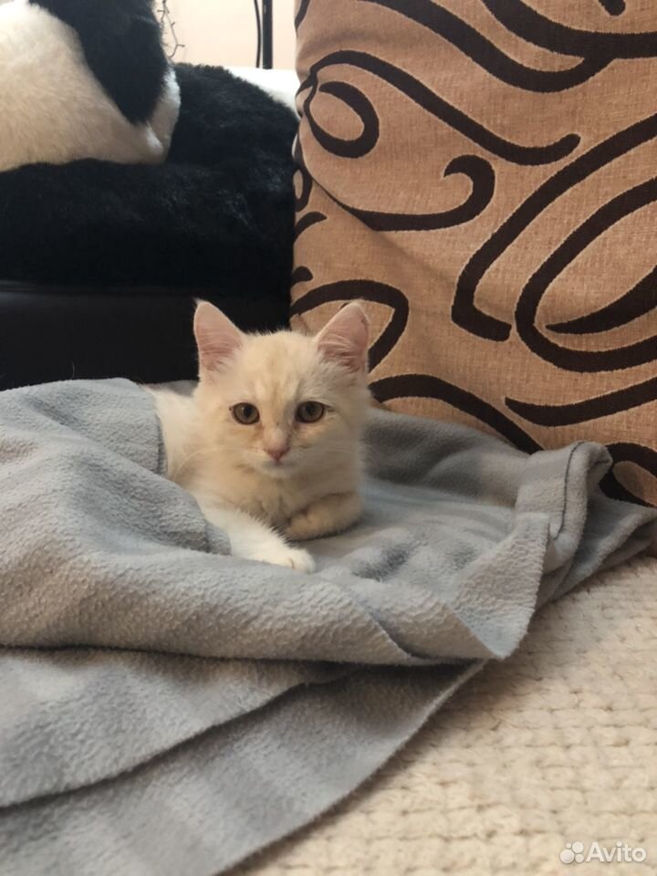 Котёнок Каспер