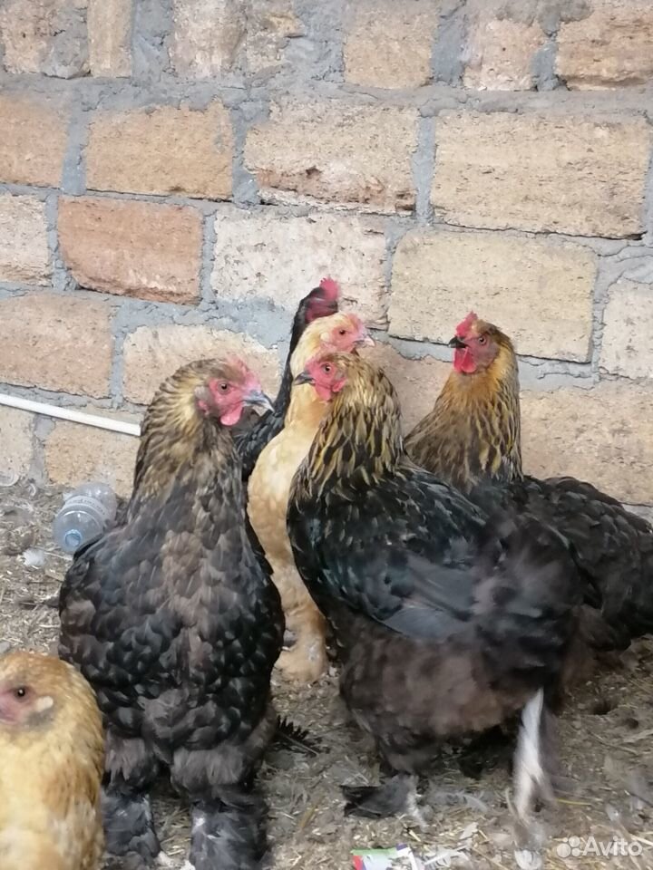 Куры с цыплятами