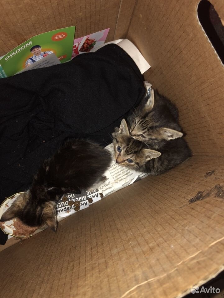 Котята