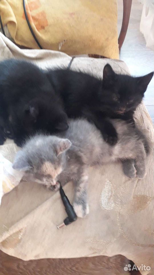 Котята