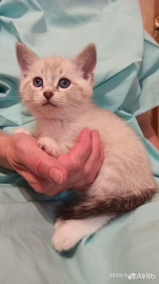 Домашние котята-мальники пристраиваются