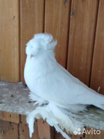 Голуби Бухарские барабанщики