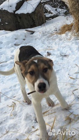 Собака, щенок, 4,5 мес. В квартиру или дом