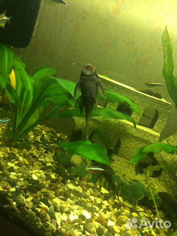 Отдаю бесплатно сомов-анциструсов