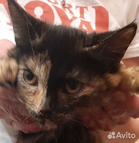 Котёнок редкого черепахового окраса в дар