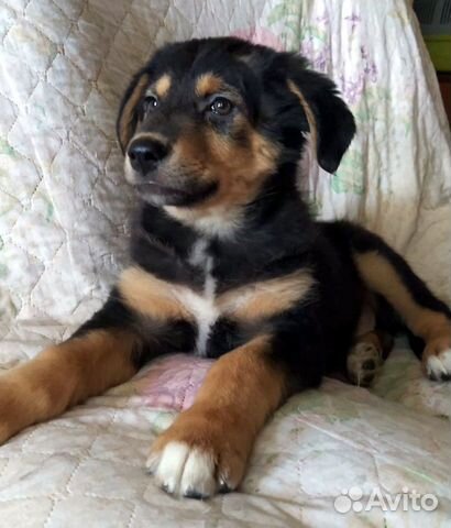 Щенок Тайга на охрану. Стерилизована