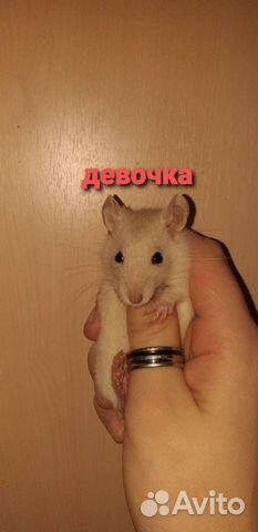 Крысята