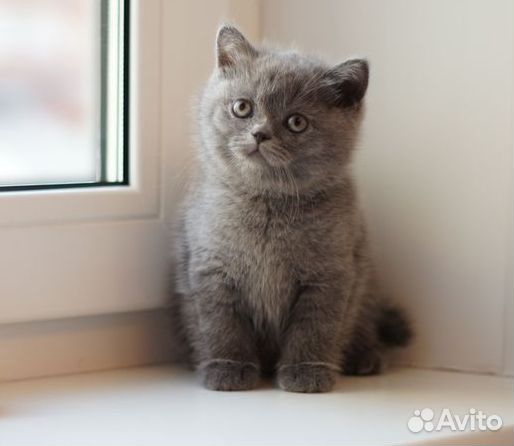 Британские котята