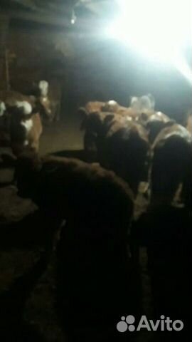 Телята фермерские