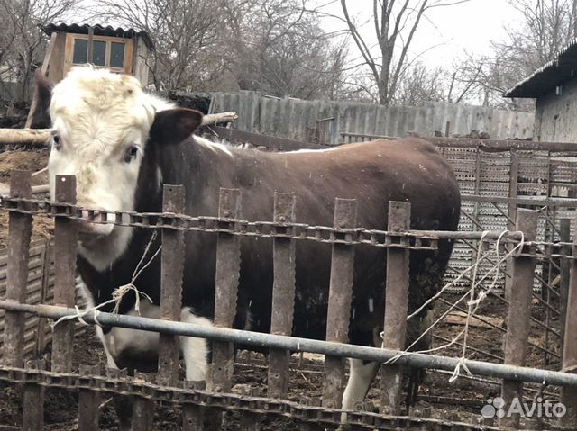 Бык на племя