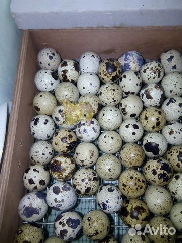 Инкубационные перепелиные яйца
