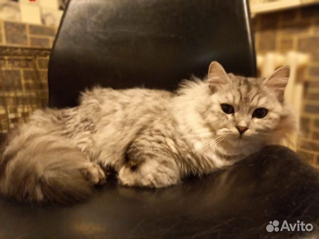 Хайленд страйт котик