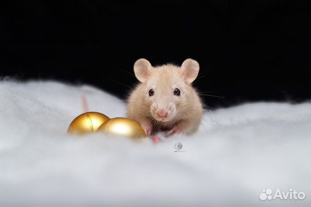 Разноцветные крысята