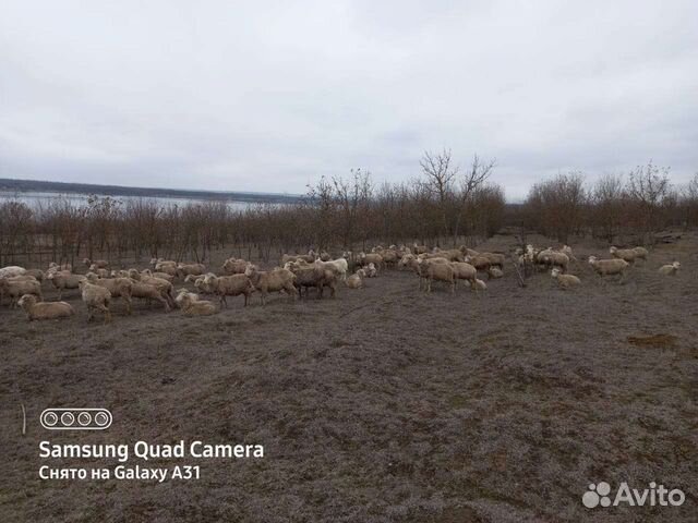 Матки котные