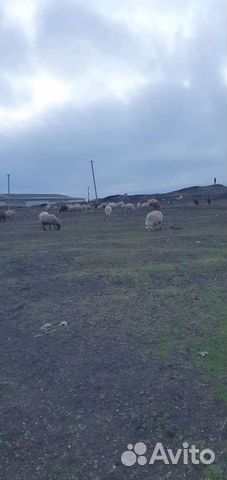 Овцы ярки баранчики