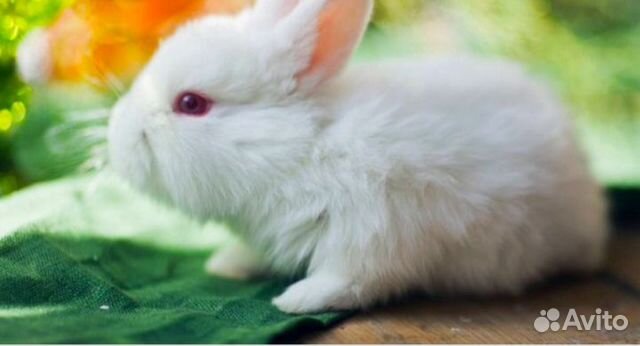 Крольчата