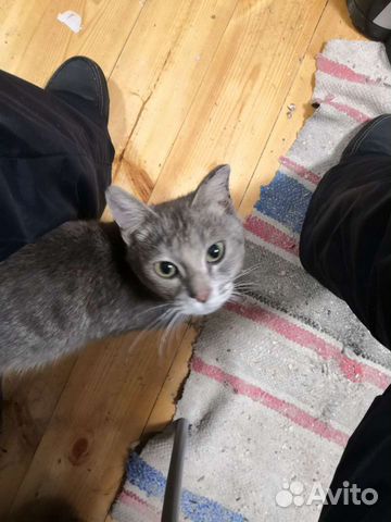 Кот - кореш
