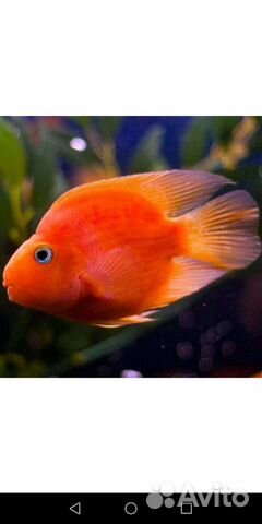 Аквариумные рыбки попугаи