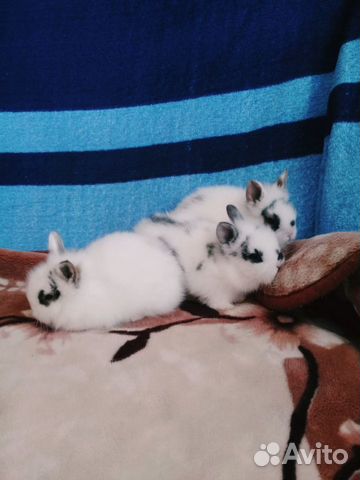 Декоративные крольчатки