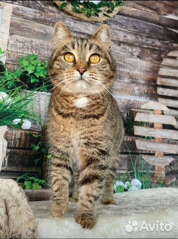 Кошка ищет дом