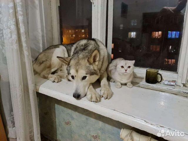 Маламут вязка