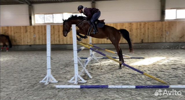 Конкурный жеребец 2016 г.р возможен обмен на маток