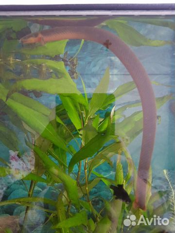 Каломоихт рыба змея