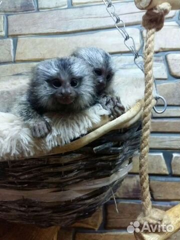 Обезьянки,малыши