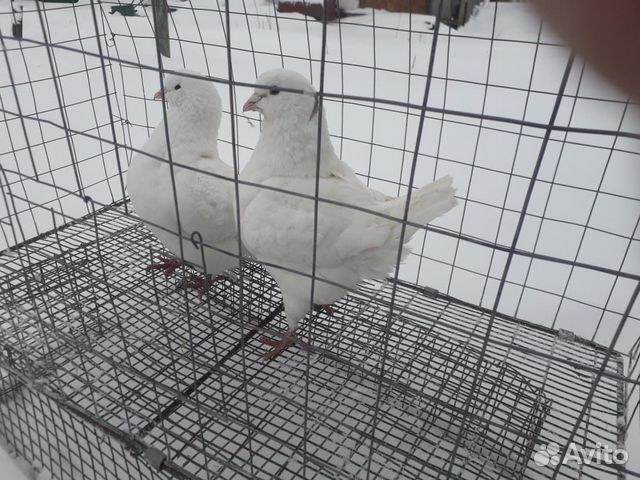 Кинги,Польские Рыси,Римские Великаны,Карьеры,Китай