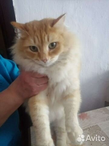 Котик
