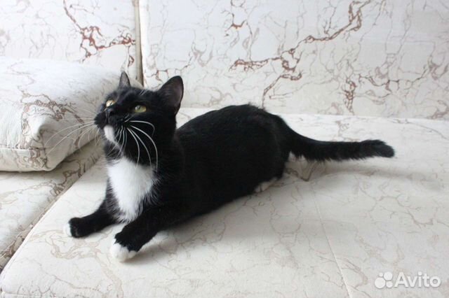 Миниатюрная кошка Кира