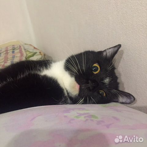 Кот