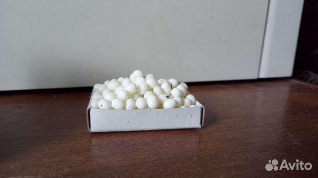 Яйца улиток (Ахатин)