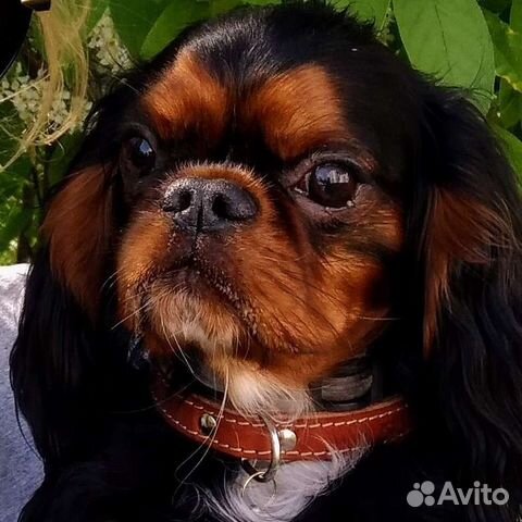 Собака Кинг Чарльз спаниель