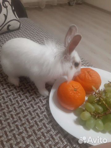 Карликовый кролик вязка спаривание